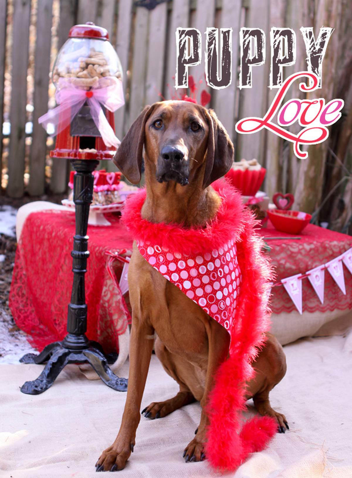 Valentine Puppy Love Valentine's Day Party Ideas | Photo 1 of 3 | Catch ...