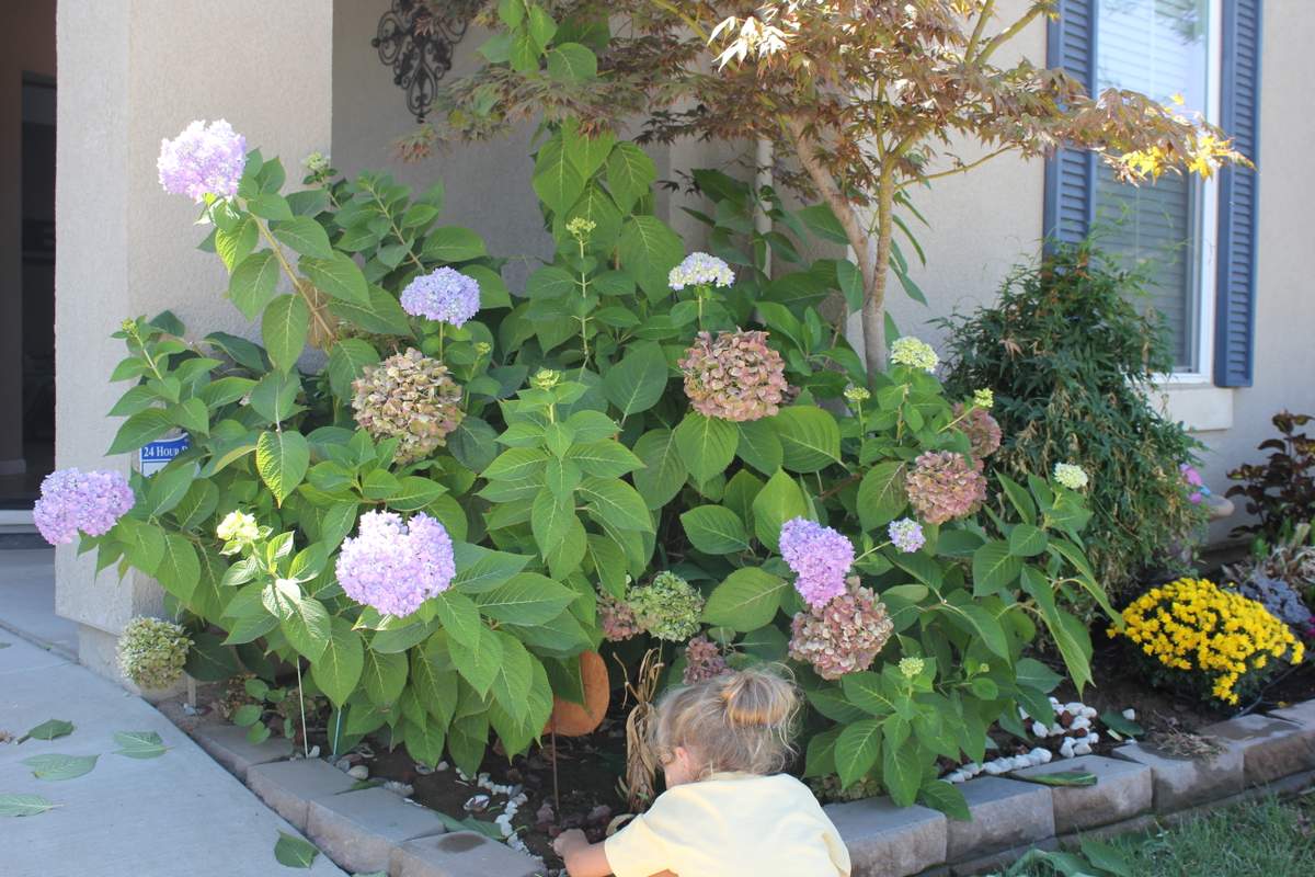 Hydrangeas Ladies Night Party Ideas | Photo 1 of 30 | Catch My Party