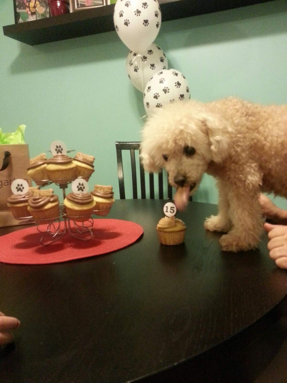 Dog/Puppy Party Party Ideas | Photo 3 of 6 | Catch My Party