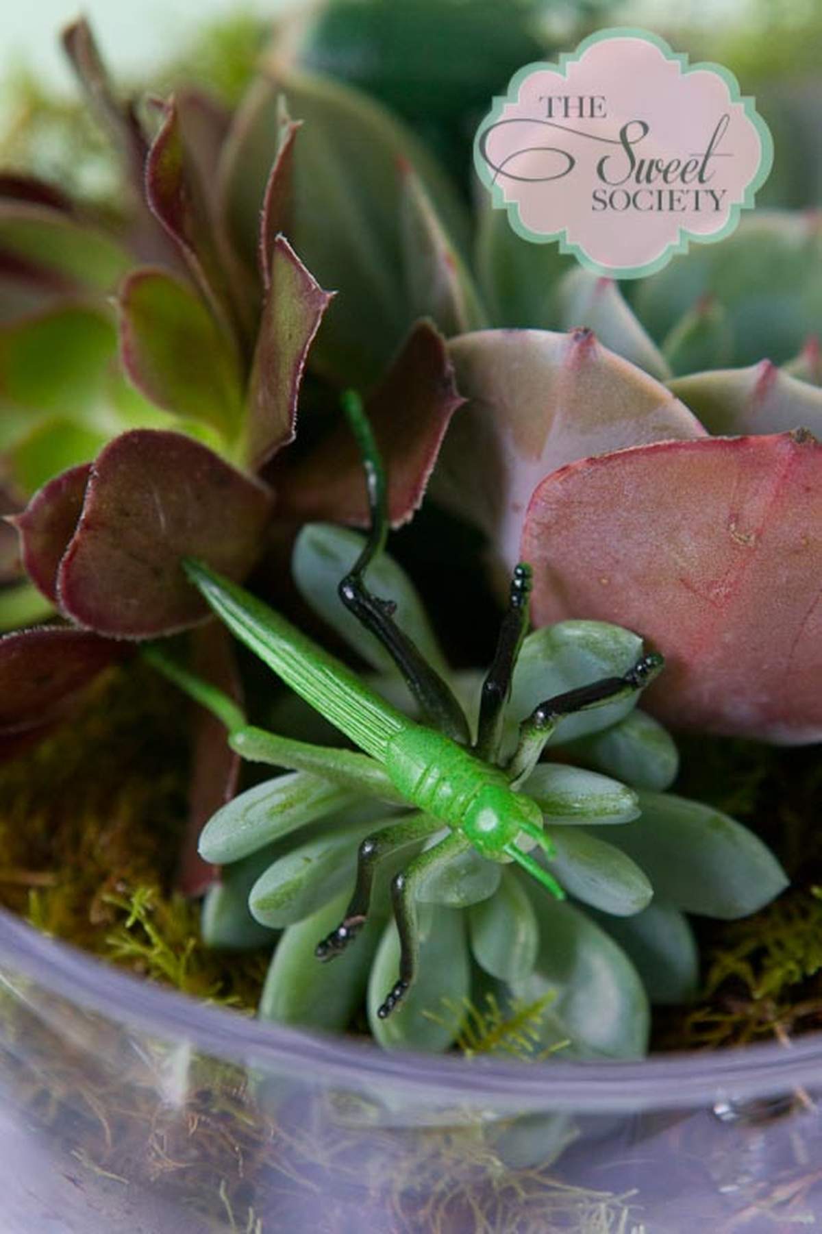 Snakes, lizards, alligators, Reptiles Birthday Party Ideas | Photo 7 of ...