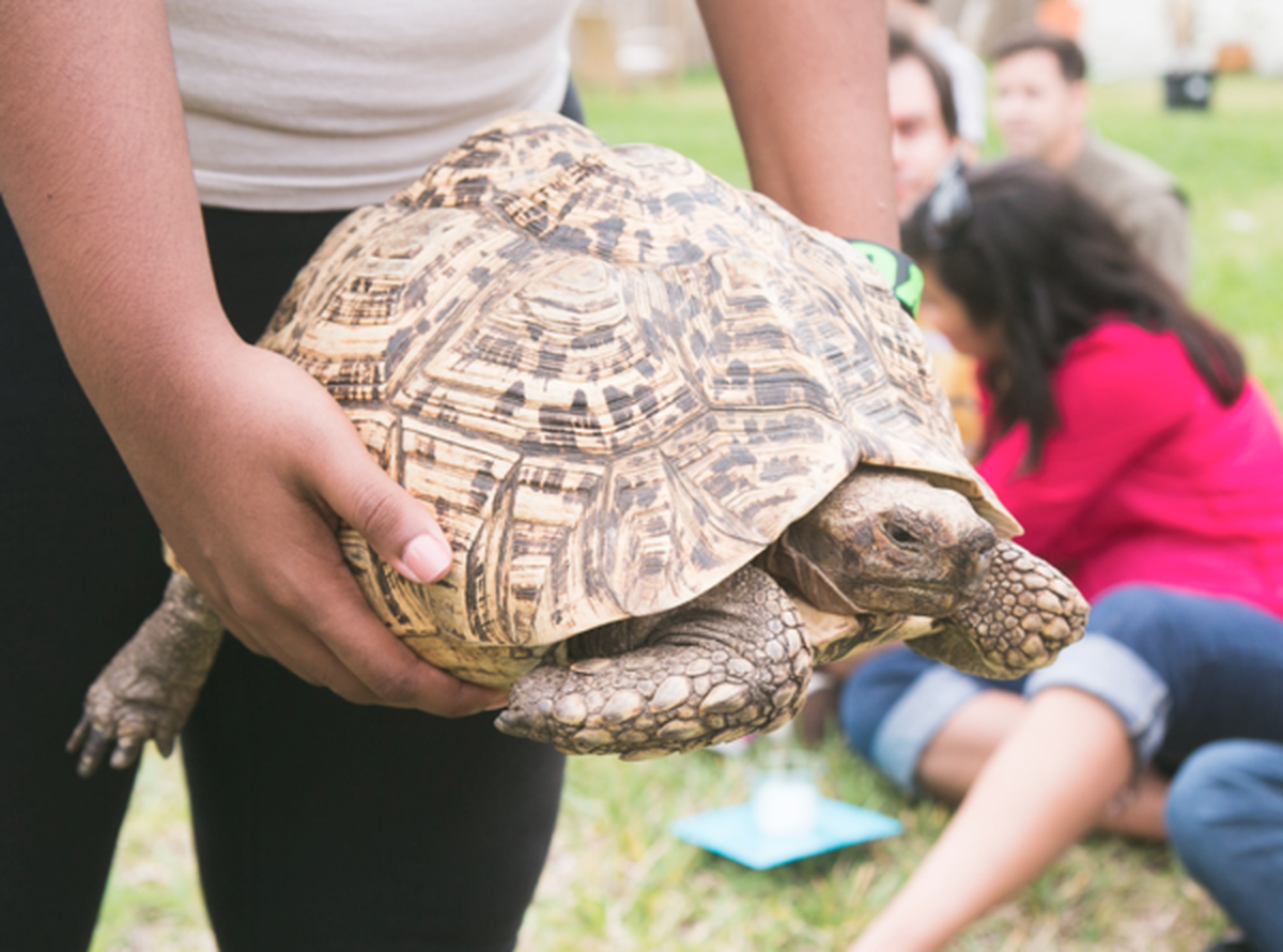 Safari Birthday Party Ideas | Photo 32 of 33 | Catch My Party