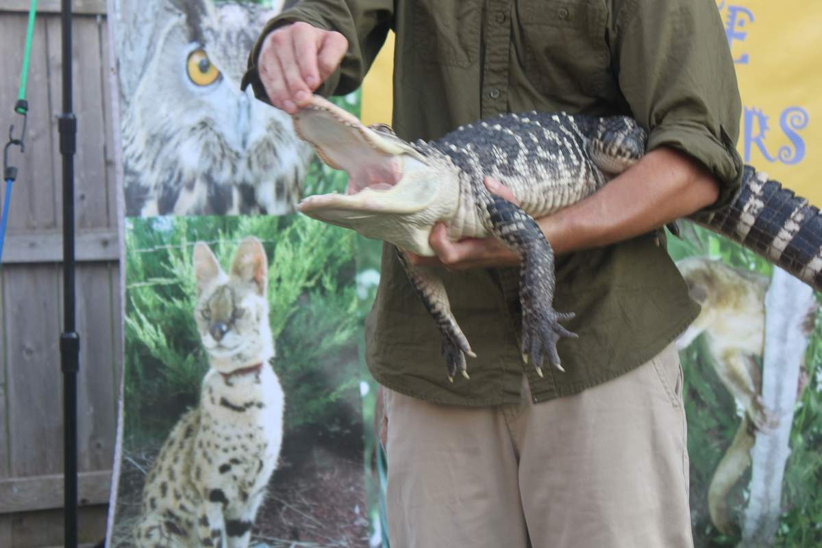 Alligator/Swamp Birthday Party Ideas | Photo 14 of 38 | Catch My Party