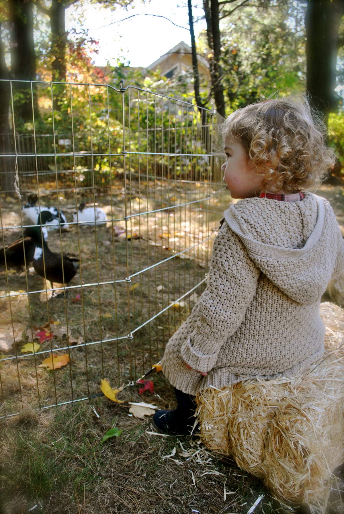 Farm Animals / Birthday "Barnyard Bash" | Catch My Party