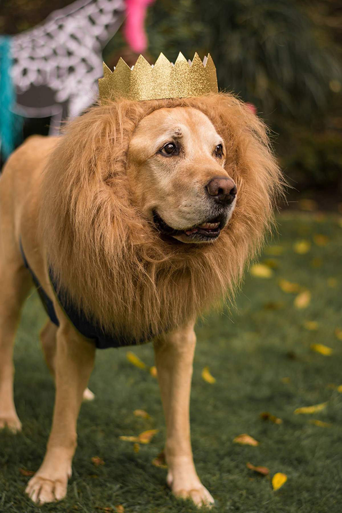 Party Animal Birthday Party Ideas | Photo 2 of 61 | Catch My Party