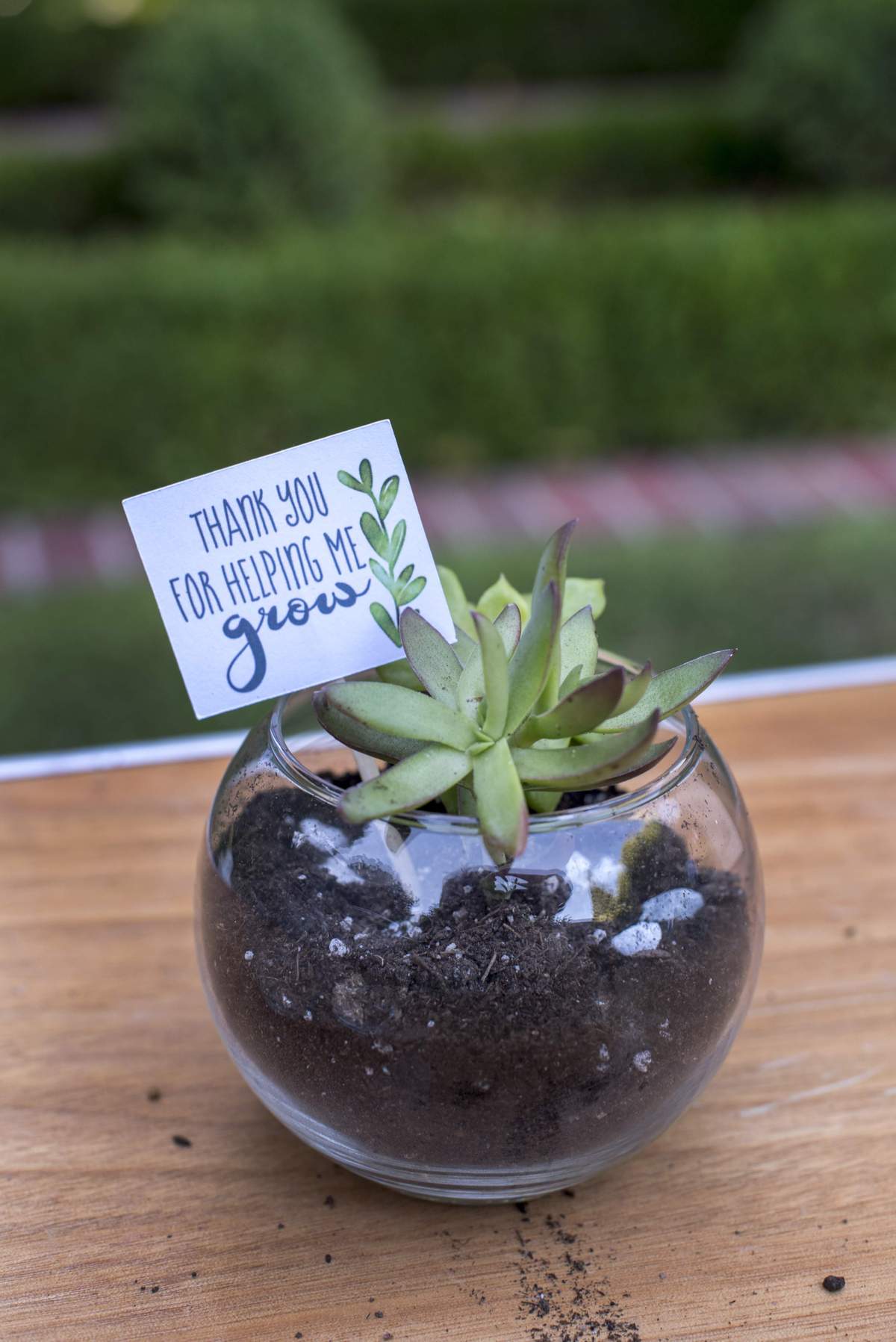 Rustic ( Cactus + Succulent ) theme party Birthday Party Ideas | Photo ...