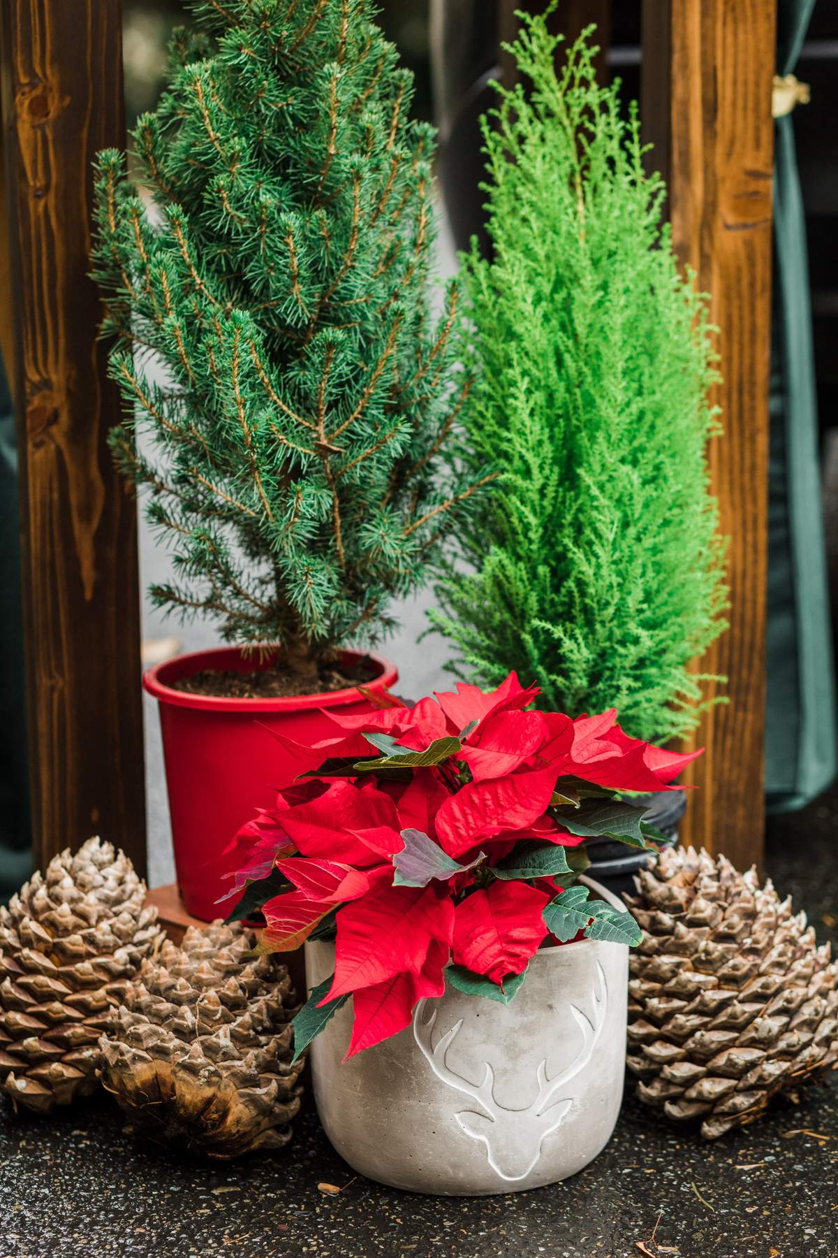Outdoor PNW Holiday Tailgate Christmas/Holiday Party Ideas | Photo 1 of ...