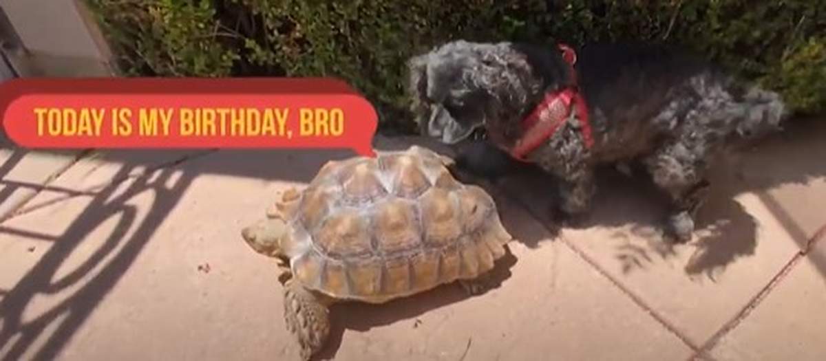 Tortoise and Happiness Animal Birthday Party Party Ideas | Photo 3 of 4 ...