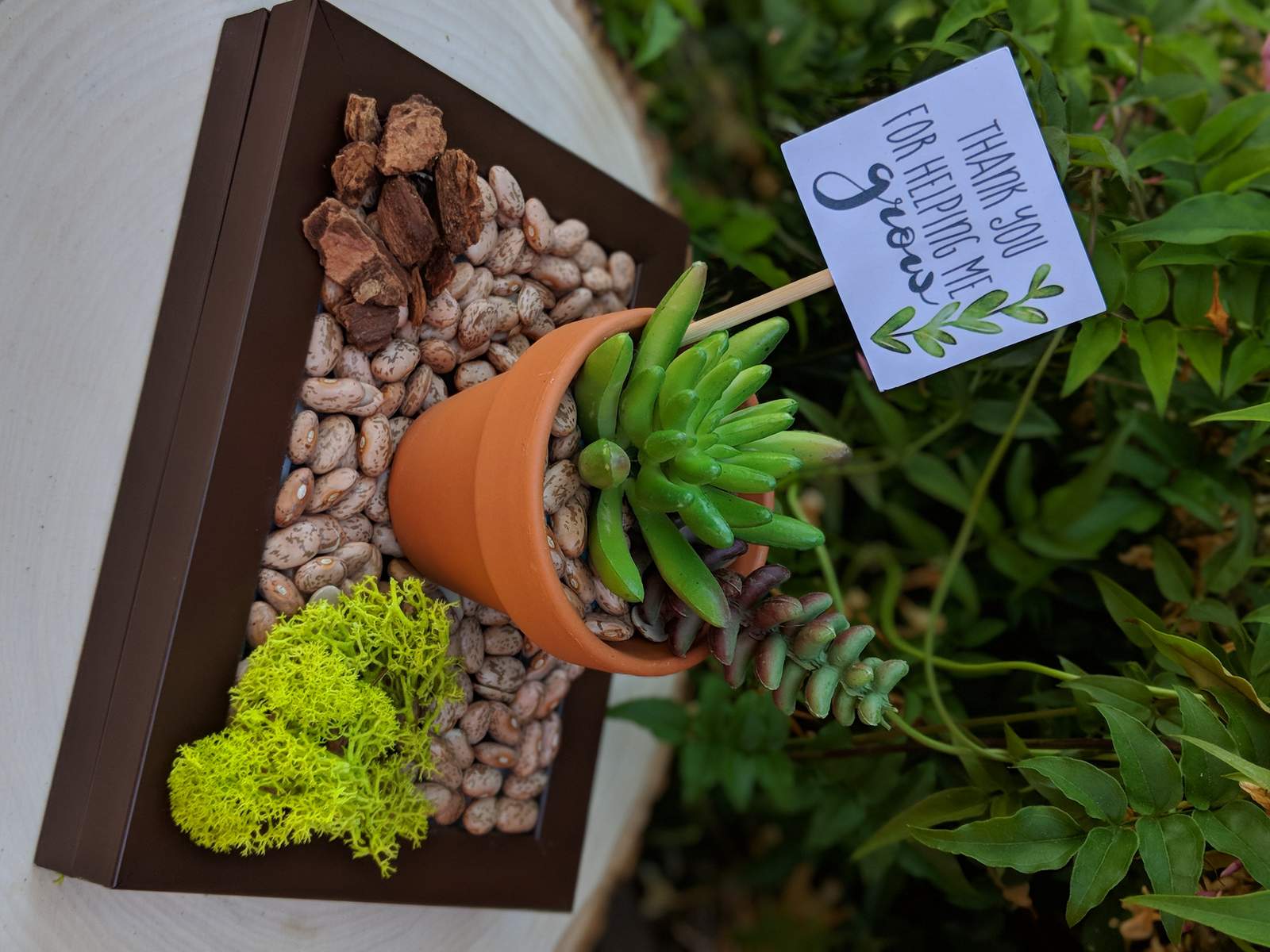 Rustic ( Cactus + Succulent ) theme party Birthday Party Ideas | Photo ...