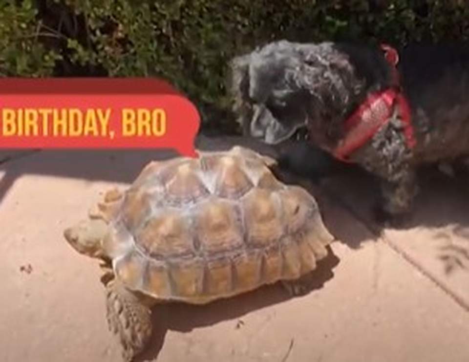 Tortoise and Happiness / Animal Birthday Party "Tortoise Birthday Party ...