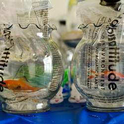 Birthday "Max & Ruby - Beach Party" | Catch My Party